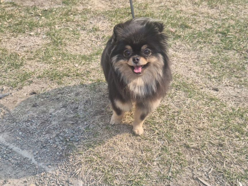 Померанский шпиц мини девочка вязка