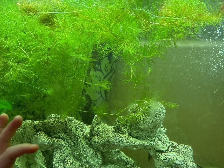 Водоросли для аквариума бесплатно