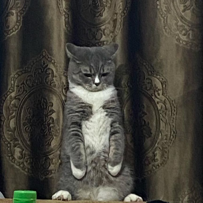 Британский длинношёрстный, взрослый кот