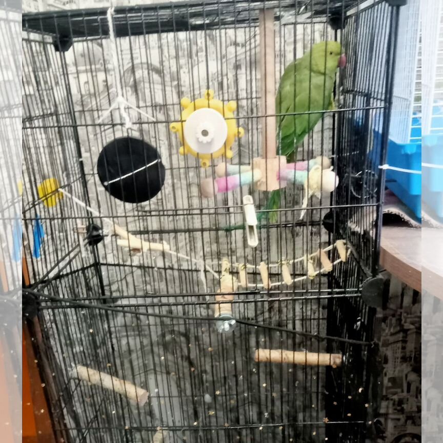 Ожереловыйпопугай