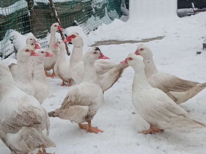 Индоутки белые