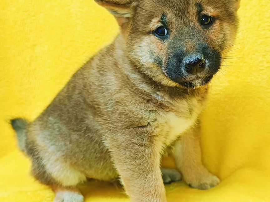 Чудо мальчик сиба ину