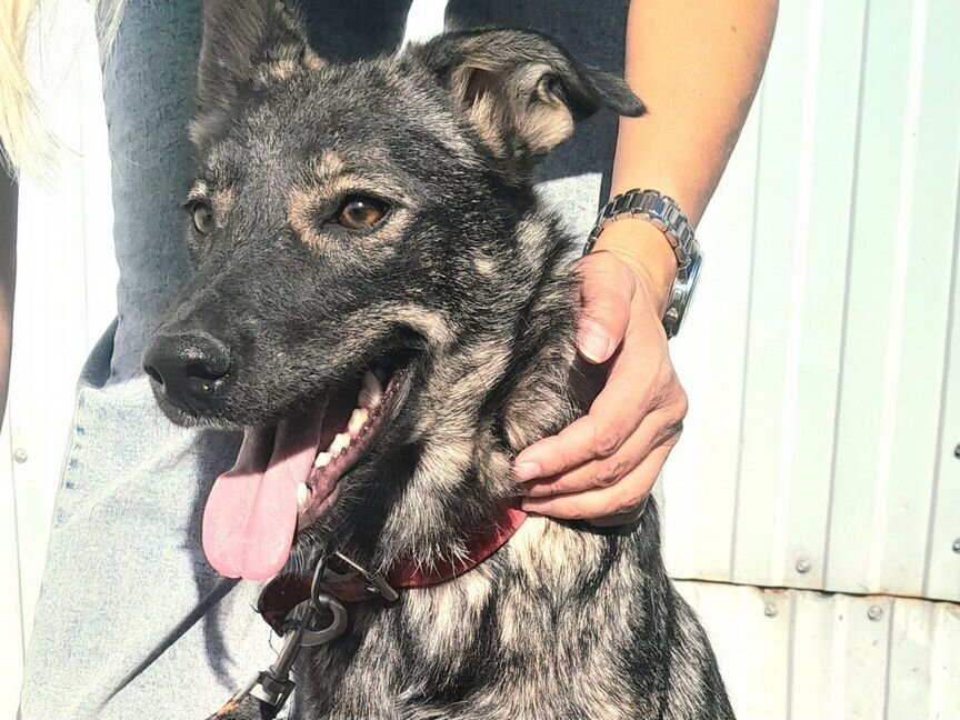 Щенок овчарки 11 месяцев в дар