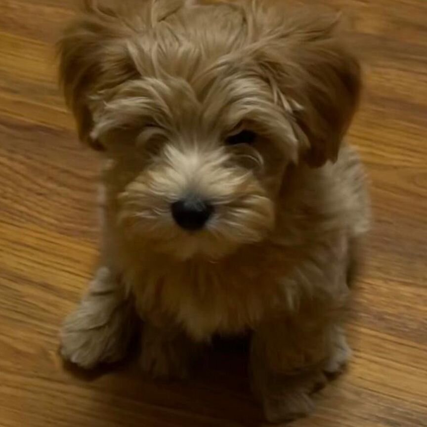 Щенки мальтипу f1 мини