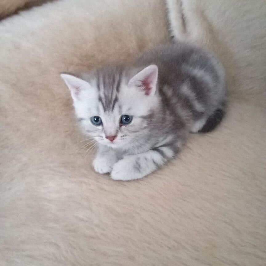 Мраморный шотландец