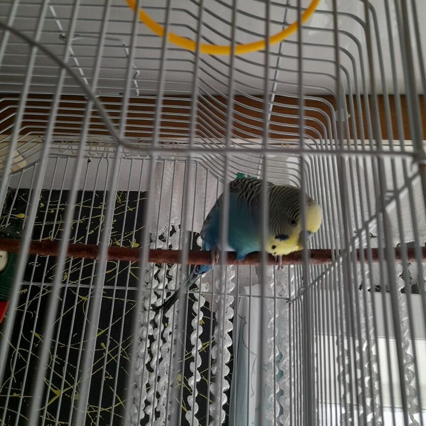 Волнистый попугай