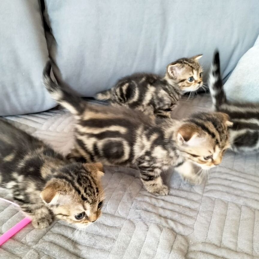 Шотландские котята