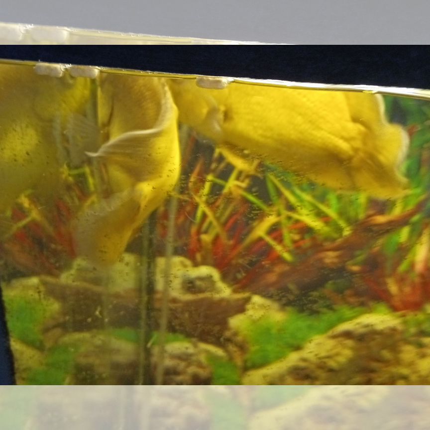 Астронотусы