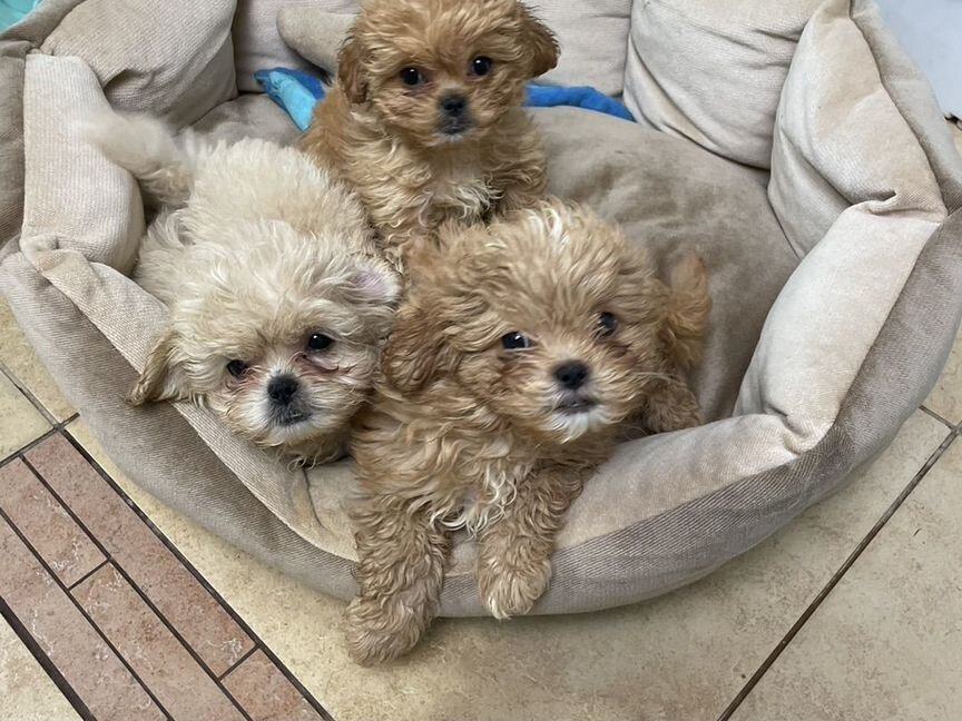 Мальтипу супер мини бэби фэйс яркие