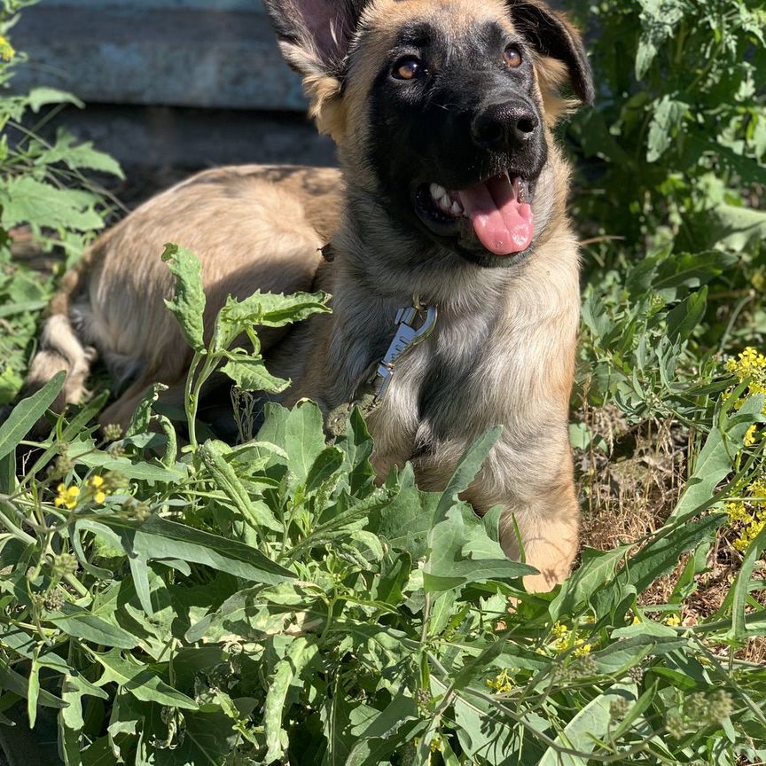 Собака в добрые руки