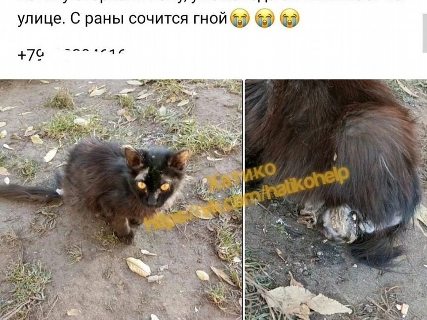 Котики с приюта