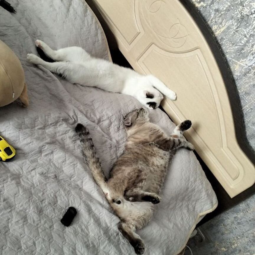 Отдам котиков в добрые руки