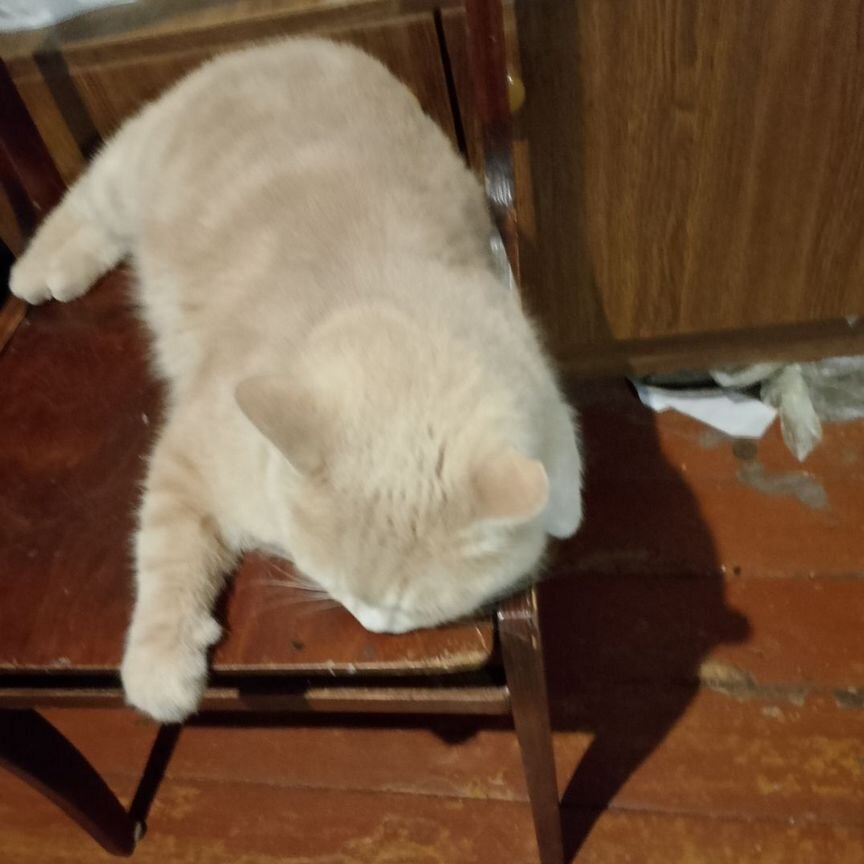 Мандарин, взрослый кот