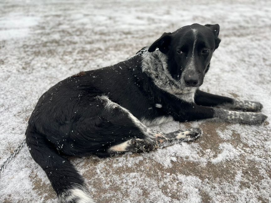 Собака со сломанной лапой