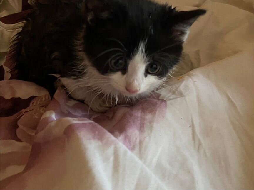 Котёнок девочка 2 месяца