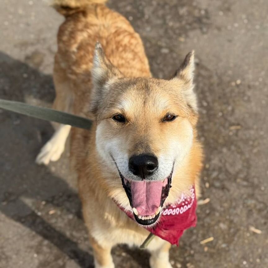 Ласковая Шуша ждёт своего хозяина в приюте