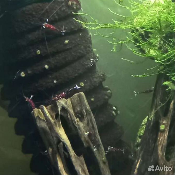 Креветка сулавеси Кардинал