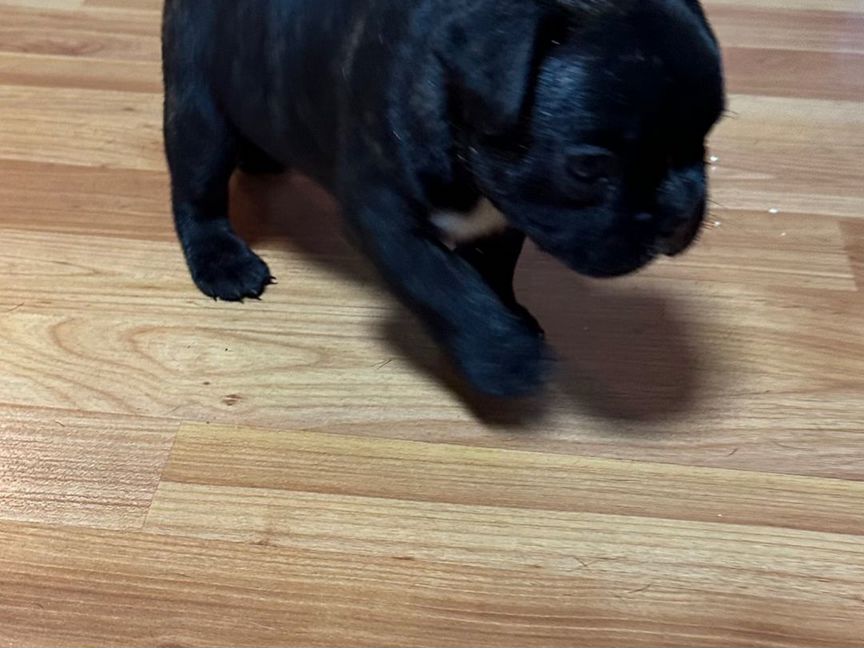 Щенки французкого бульдога