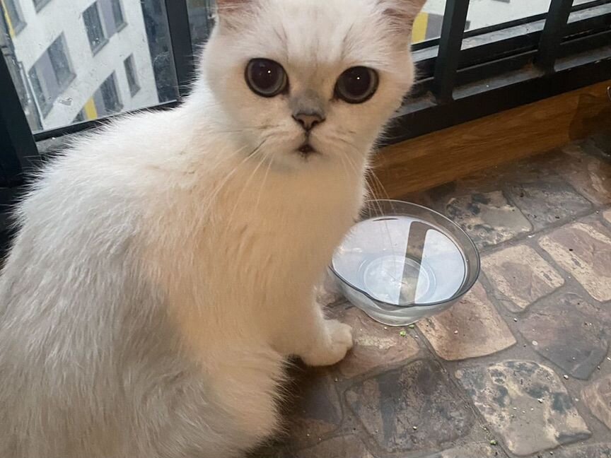 Кошка Мия