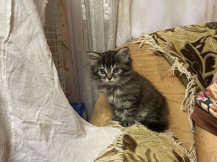 Кошечка в добрые руки
