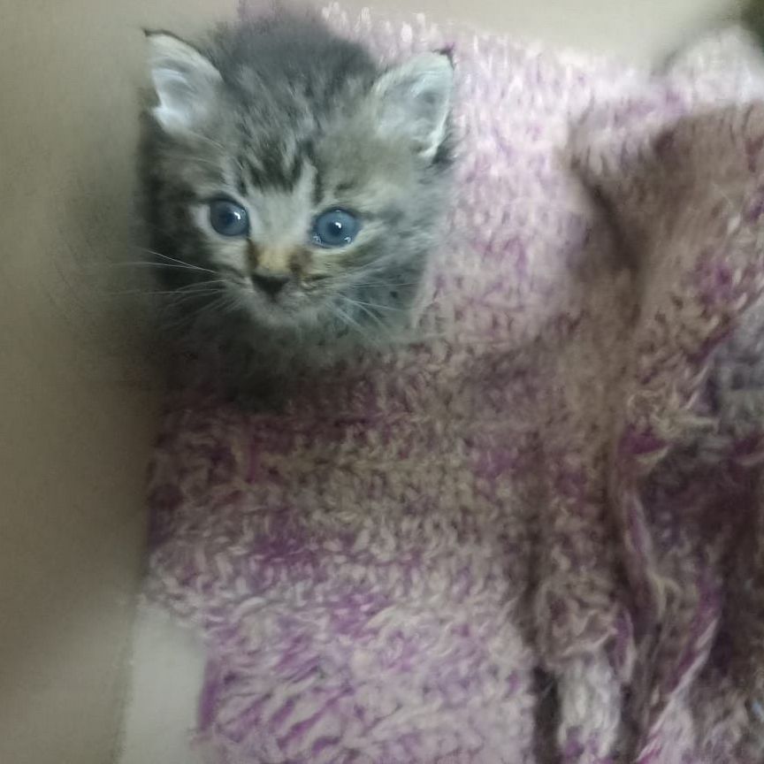 Голубоглазый котенок возраст 2 недели (мальчик)