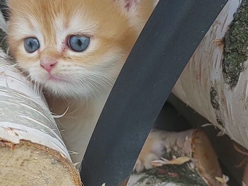 Британский золотой котик bv12 в разведение