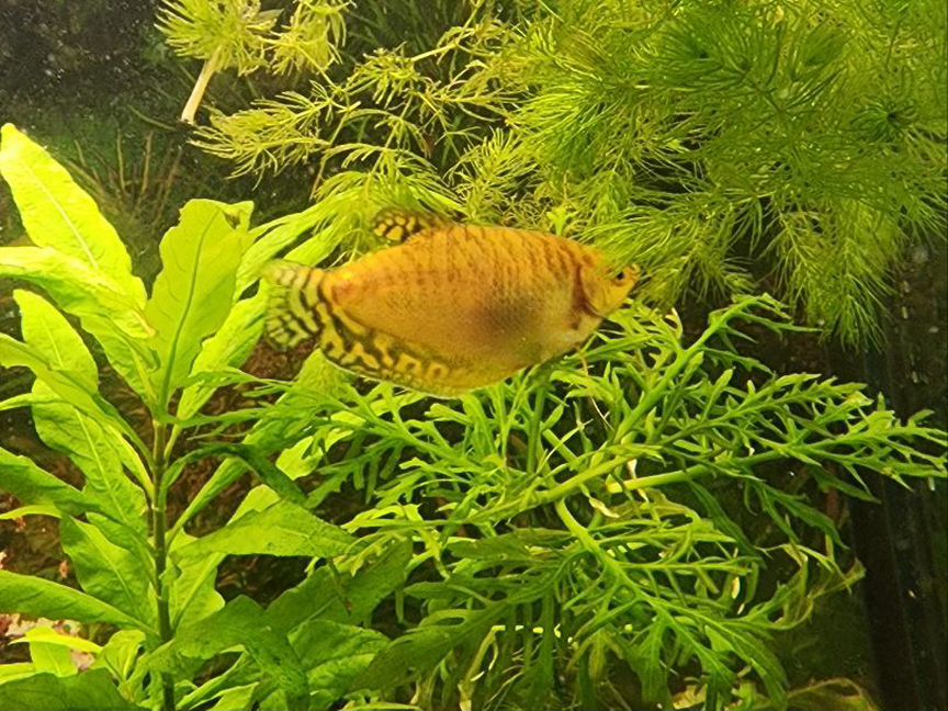 Аквариумные рыбки 2 золотых гурами