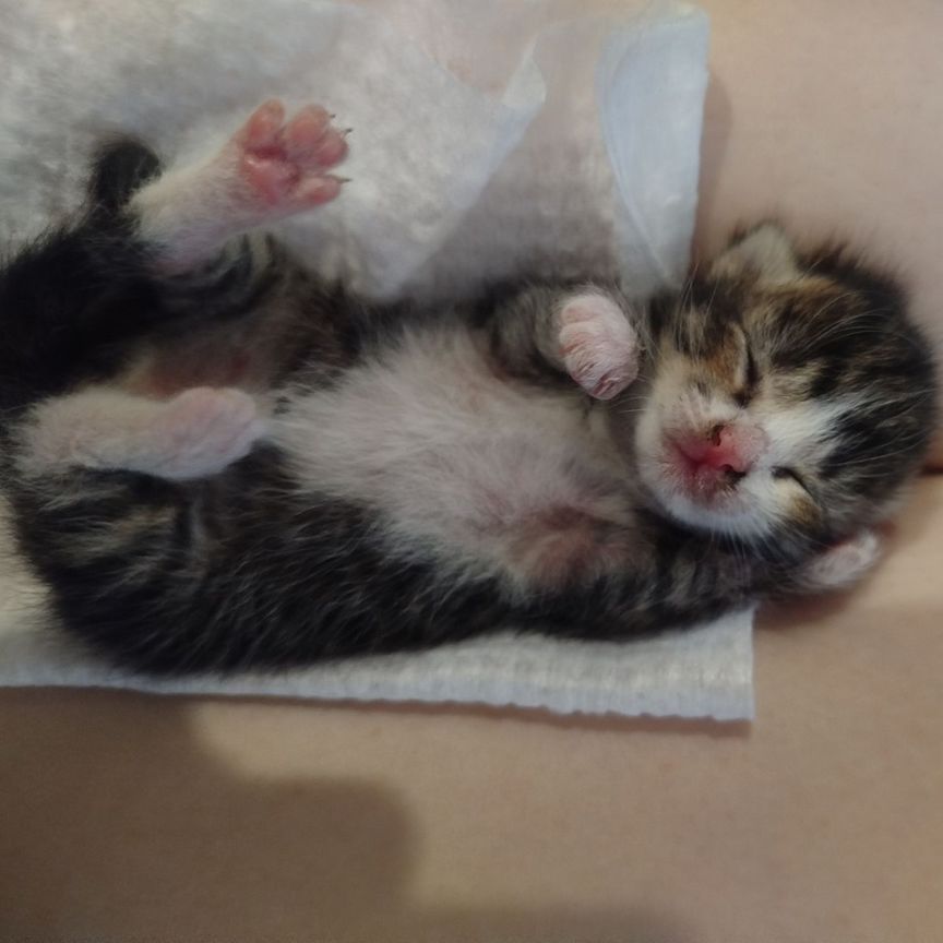 Котёнок в добрые руки