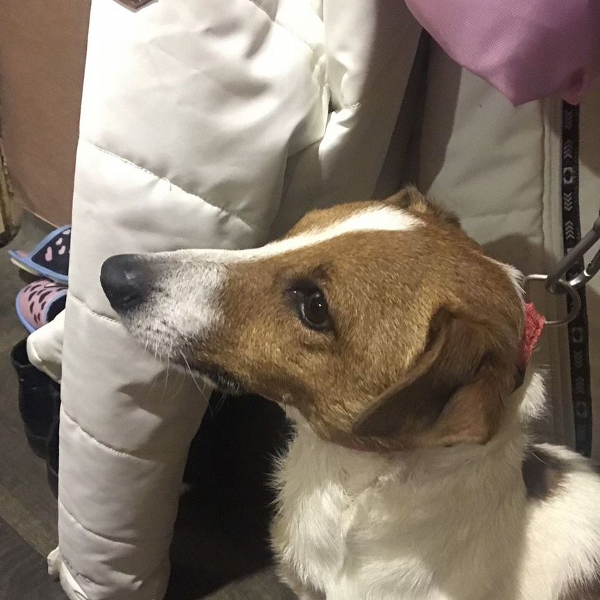 Отдам в добрые руки