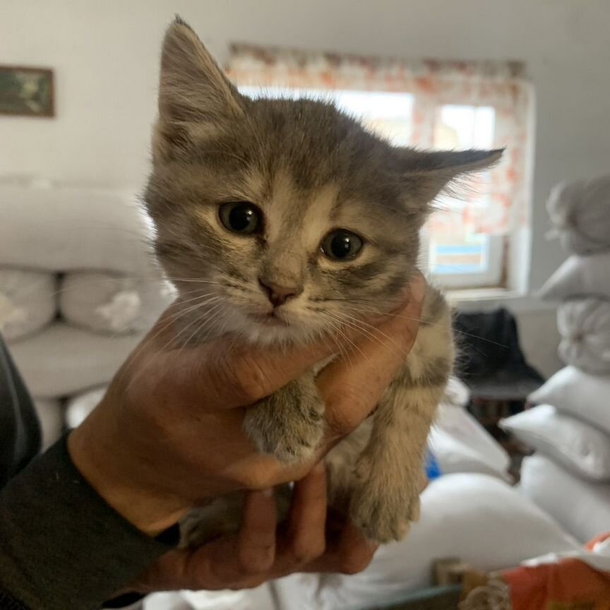 Животные в добрые руки котята