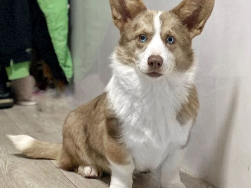 Вельш корги кардиган