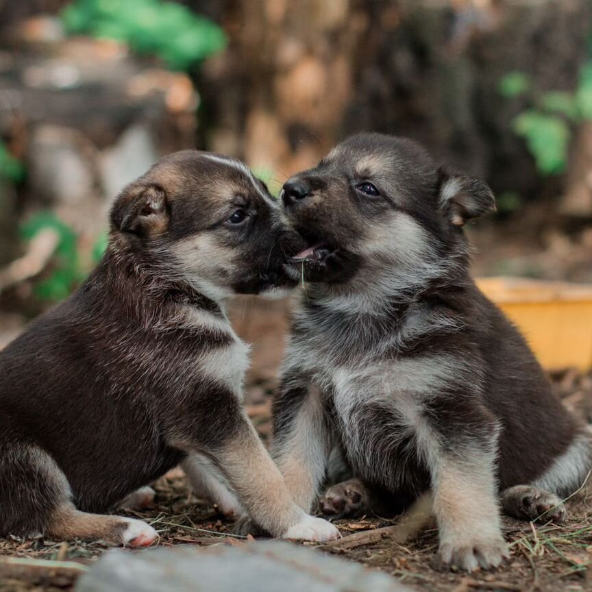 Щенки