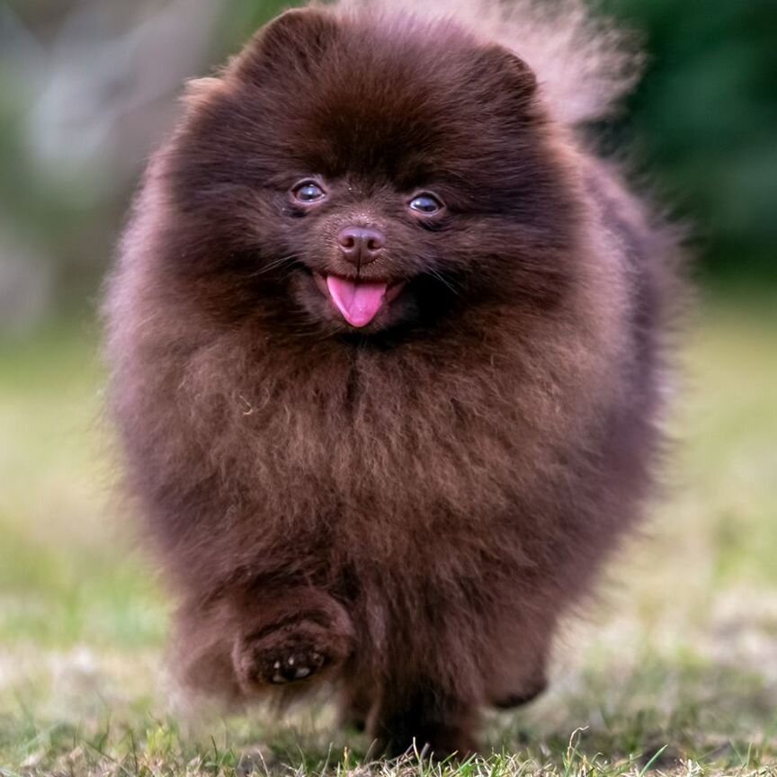 Померанский шпиц, щенок
