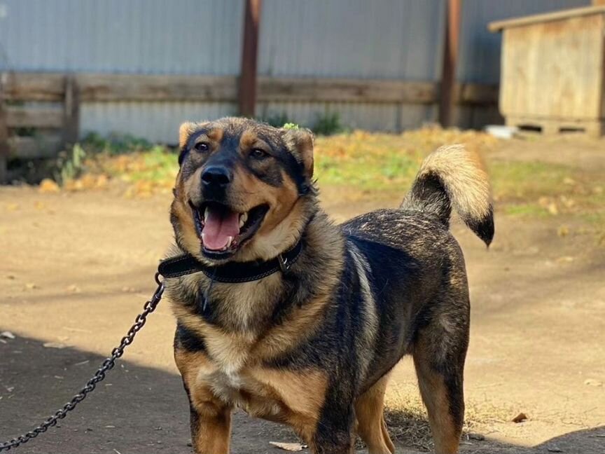 Собака кобель кастрирован