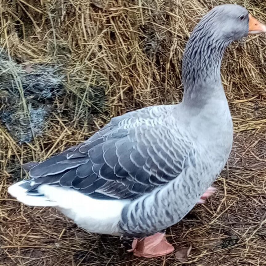 Серый большой гусь