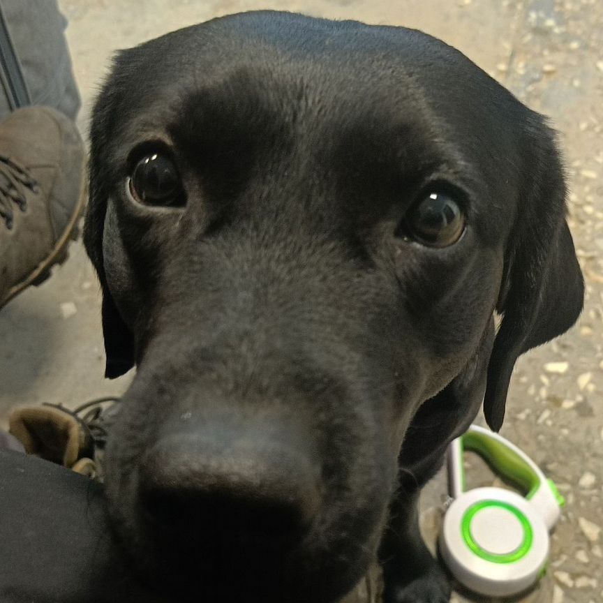 Лабрадор-ретривер, взрослая собака