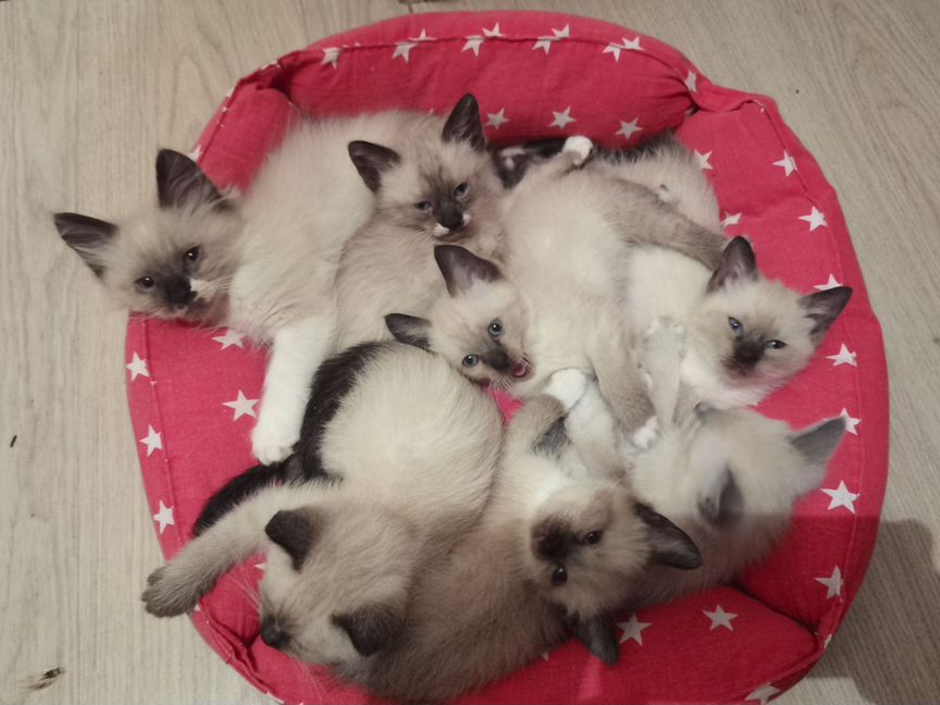 Котята Сноу шу