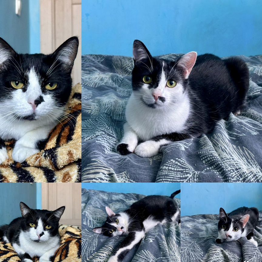 Котики Люси и Яша ищут любящую семью