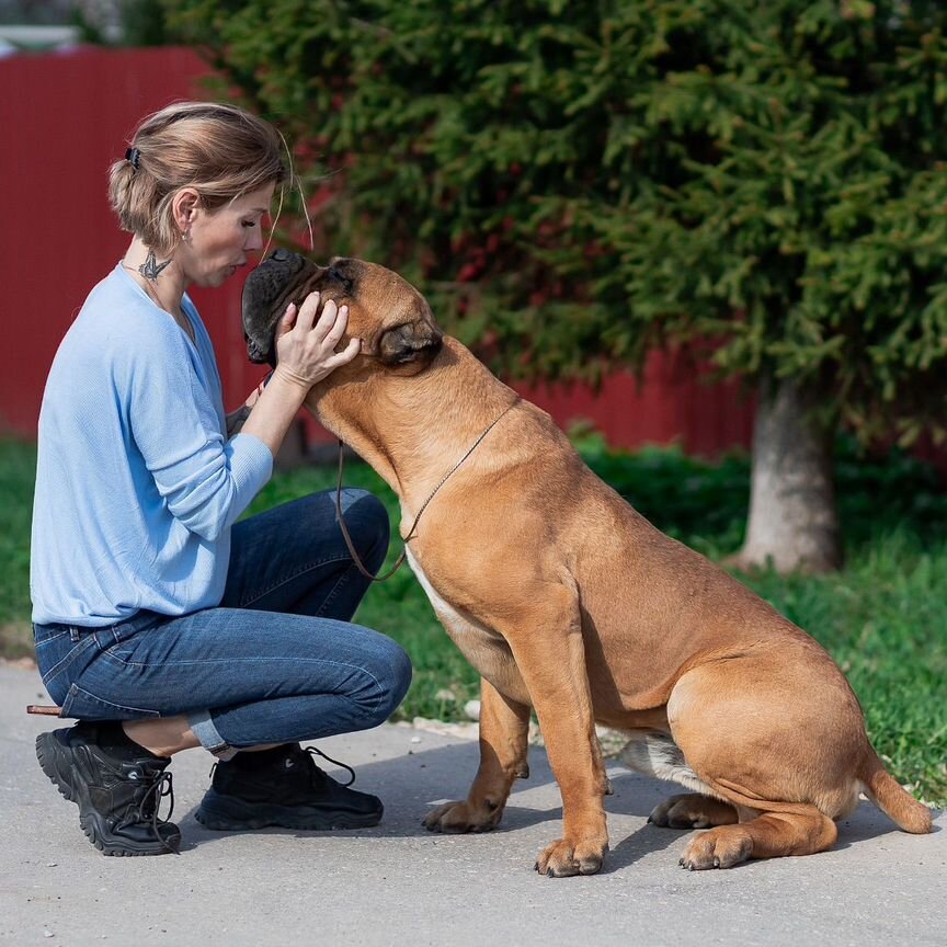 Кане корсо взрослый кобель