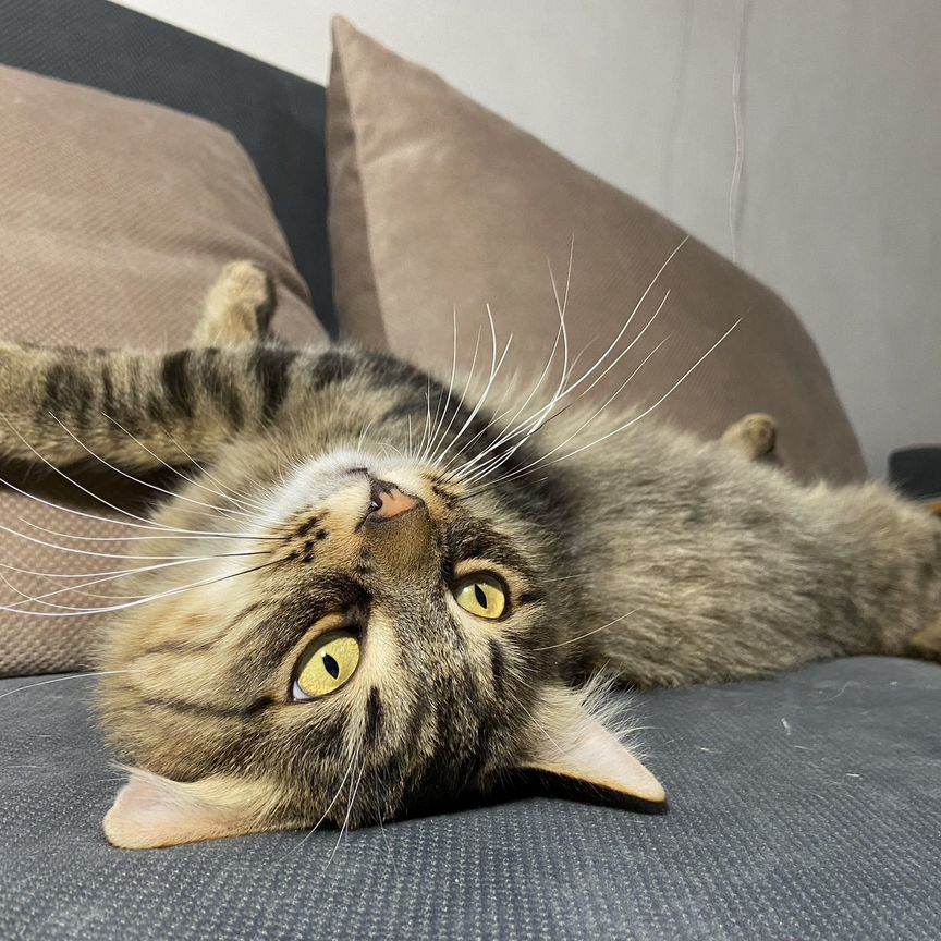 Отдаю кота в добрые руки
