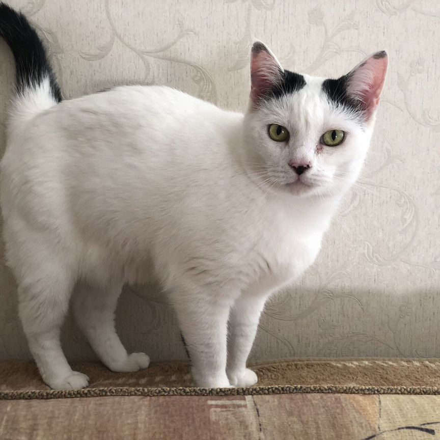 Котик в заботливые руки