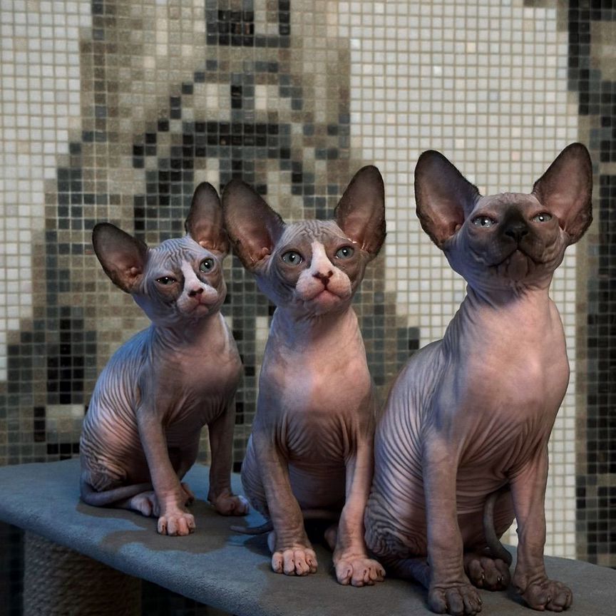 Канадский сфинкс котёнок