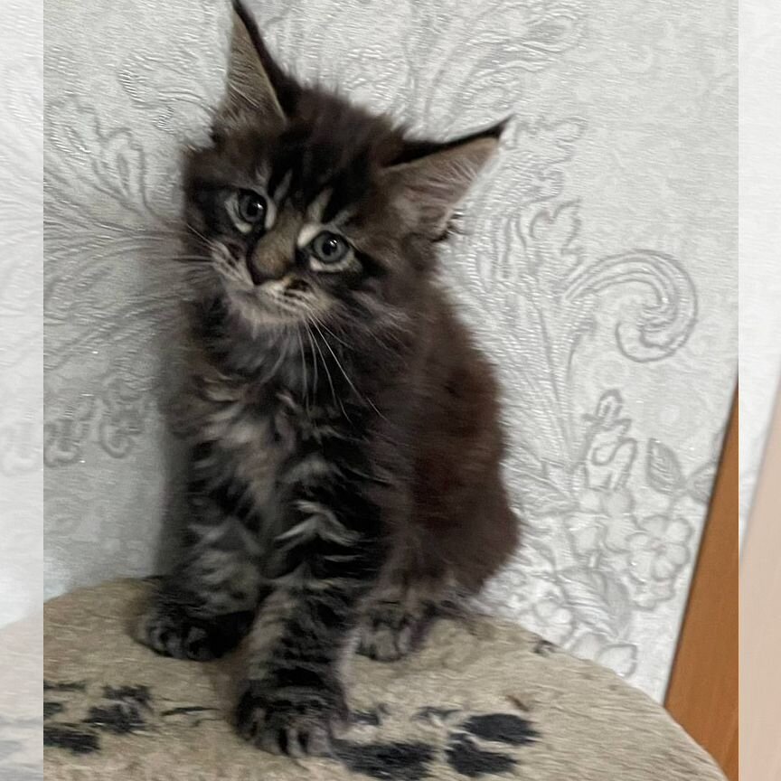 Мейн-кун котёнок