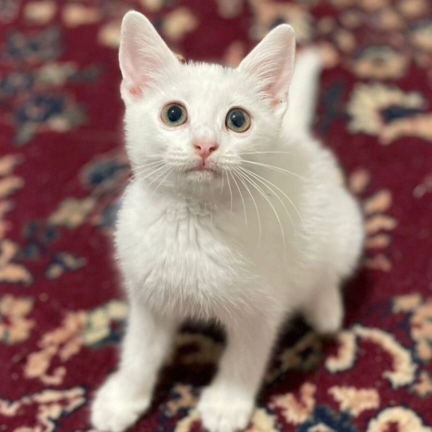 Ласковый белый котенок девочка
