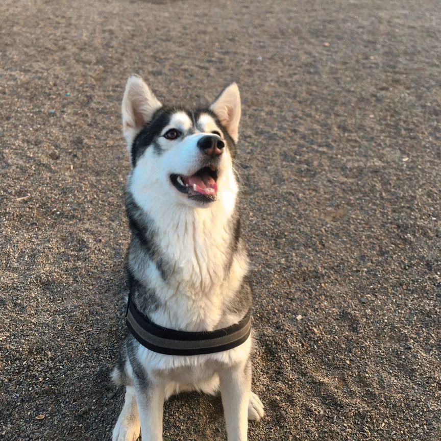 Собака в добрые руки (хаски)