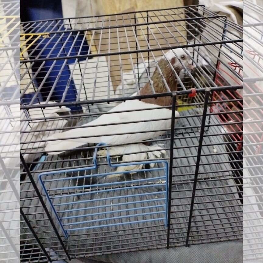 Продается голубь капкан