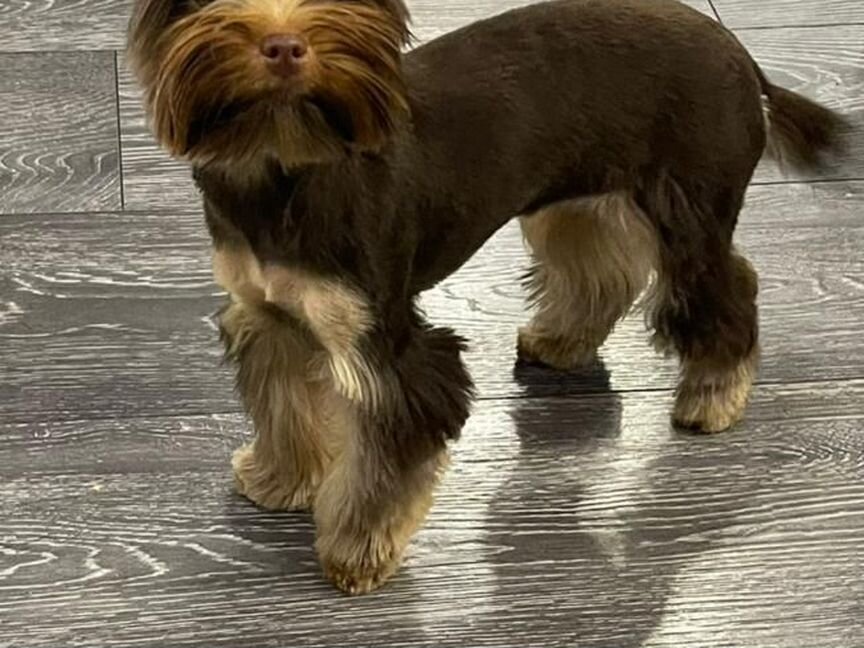 Йоркширский терьер