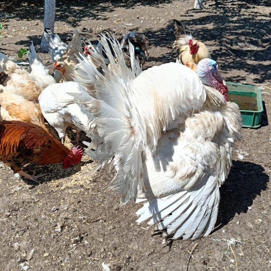 Семья индюков 1 3.Мальчик -2года.Девочки 1год