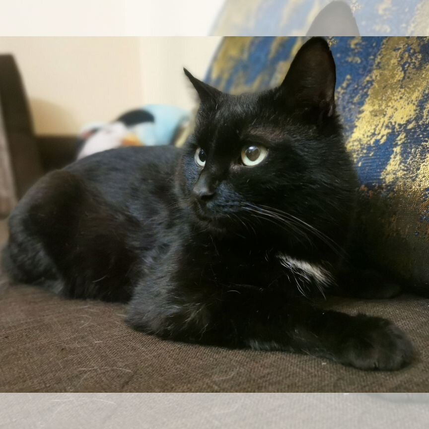 Взрослый кот в добрые руки