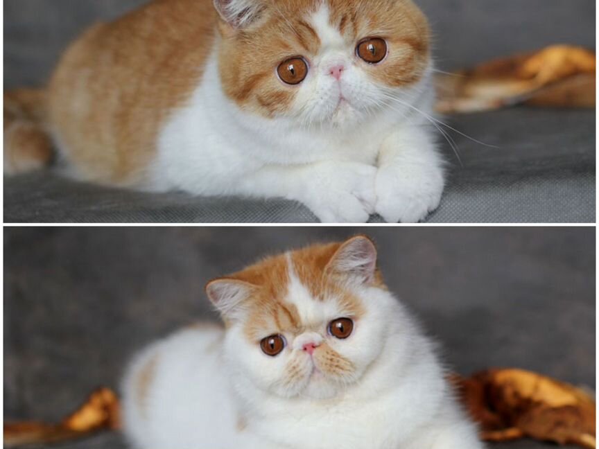 Экзотические котята - кошечки